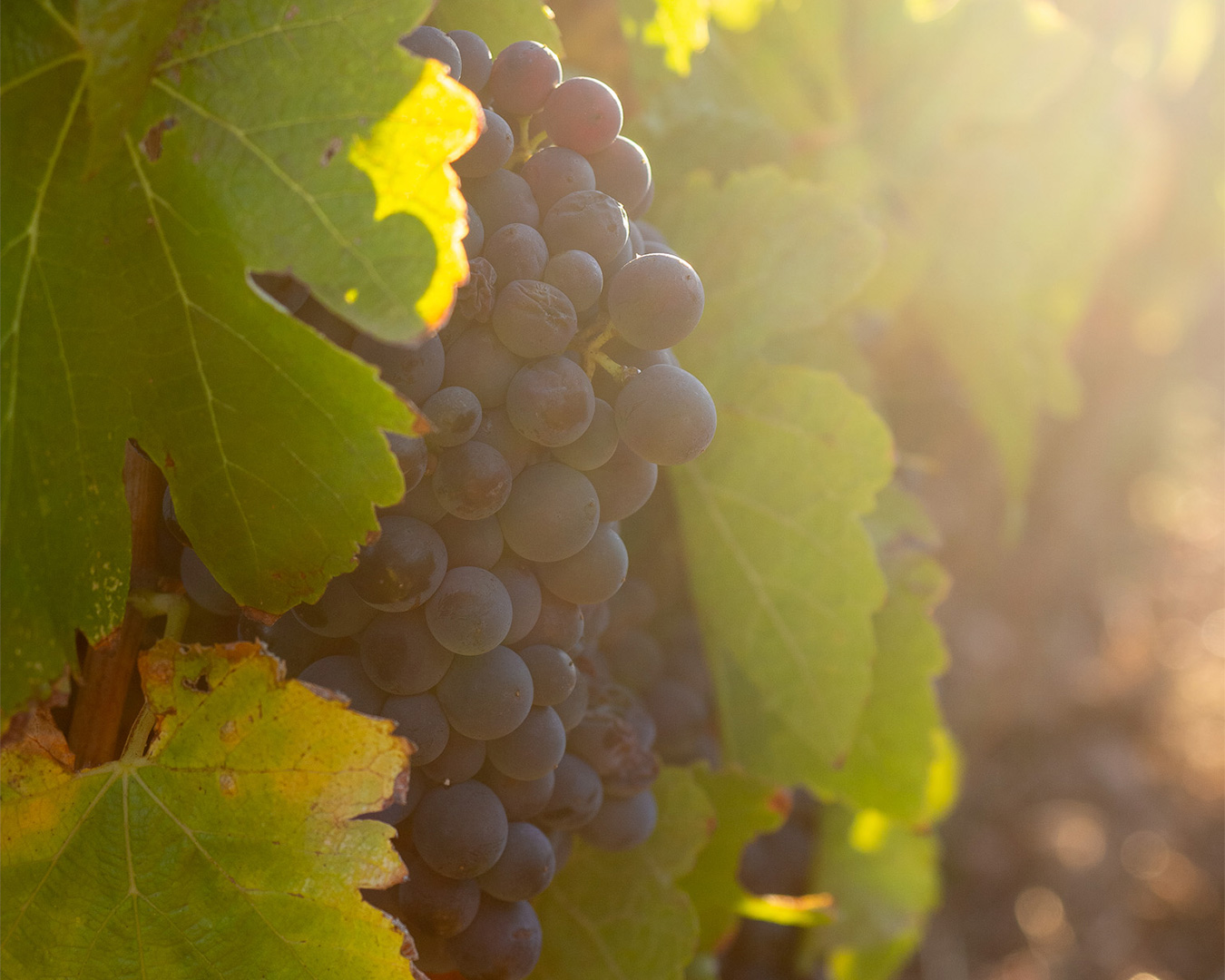 Famille Gilbert & Gaillard Range - Château Gilbert & Gaillard