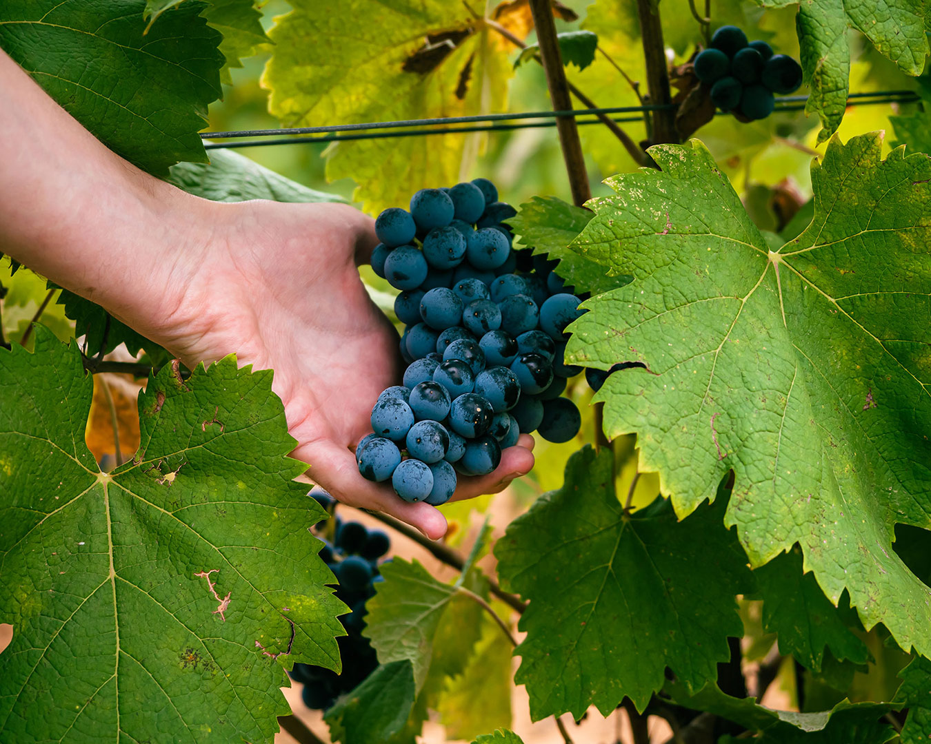 Vintages - Château Gilbert & Gaillard